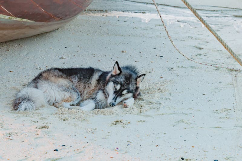 Selective Focus of Siberian Husky Lying and Take a Rest on the B Stock ...