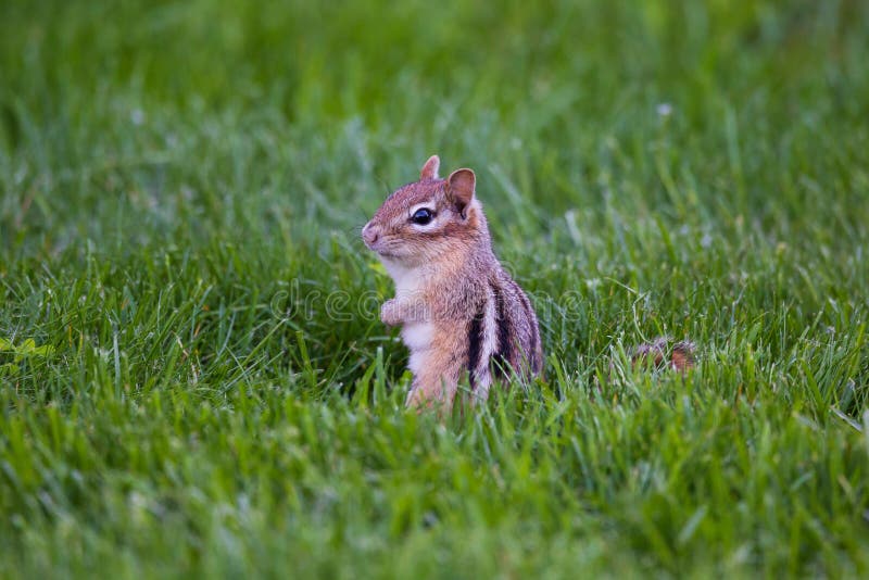 Selective Focus Side View of Adorable Eastern Chipmunk Sitting in Lawn ...