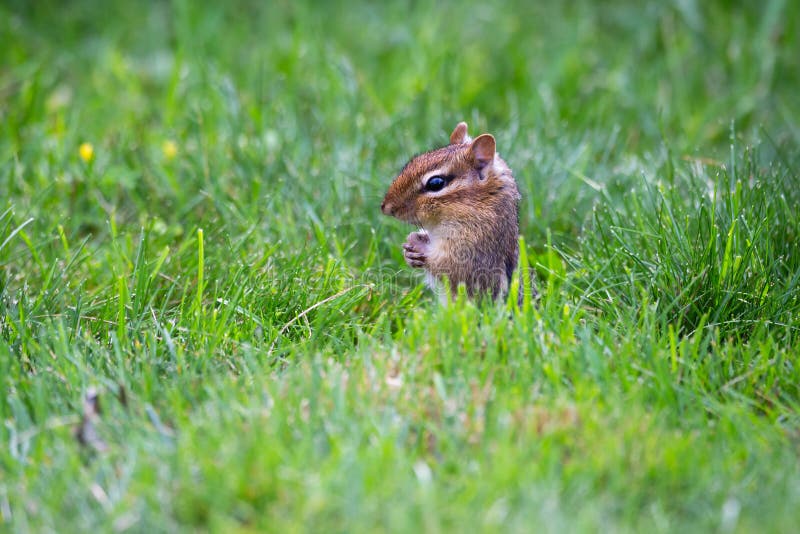 Selective Focus Side View of Adorable Eastern Chipmunk Sitting in Lawn ...