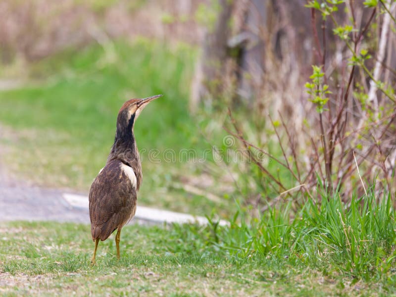 Selective Focus Side View of American Bittern Standing in Park in ...
