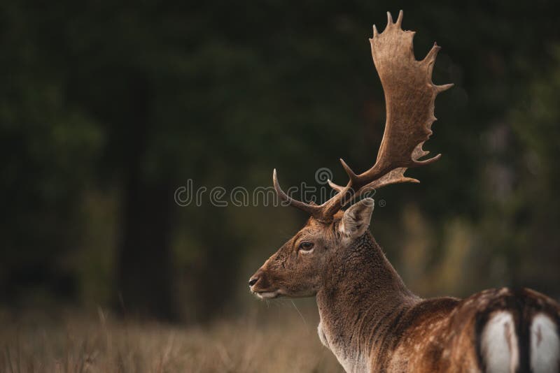 Selective Focus of the Side View of the Red Deer (Cervus Elaphus) with ...