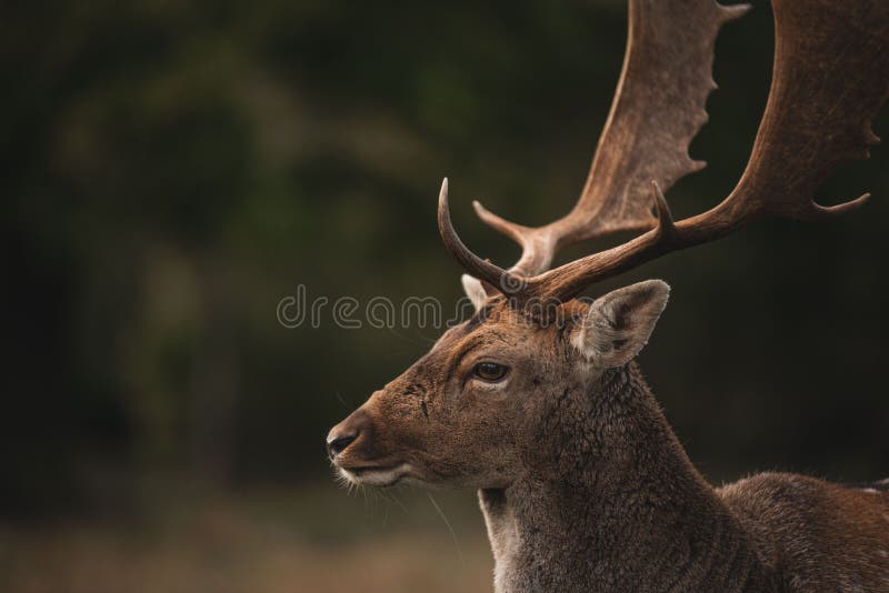 Selective Focus of the Side View of the Red Deer (Cervus Elaphus) with ...