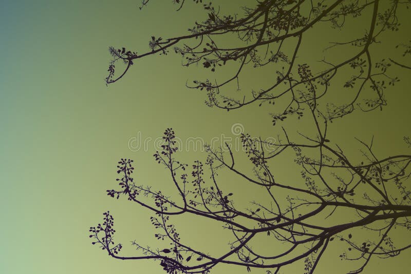 Selective Focus Silhouettes of a Dark Branches Tree with Orange Flare ...