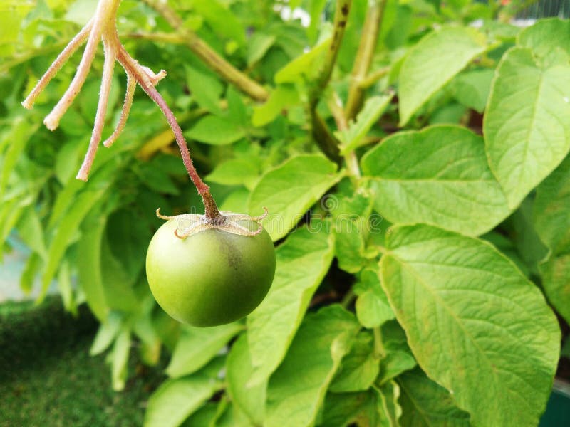 Potato fruit stock image. Image of nature, branch, green - 99599715