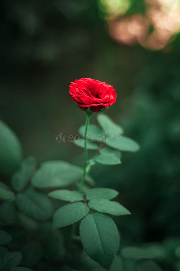 Selective Focus Single Red Rose. Macro View of Petals Stock Photo ...