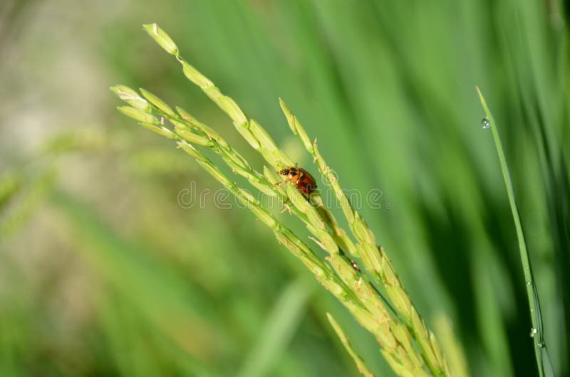 Selective Focus of a Small Bug on a Paddy Plant Stock Photo - Image of ...