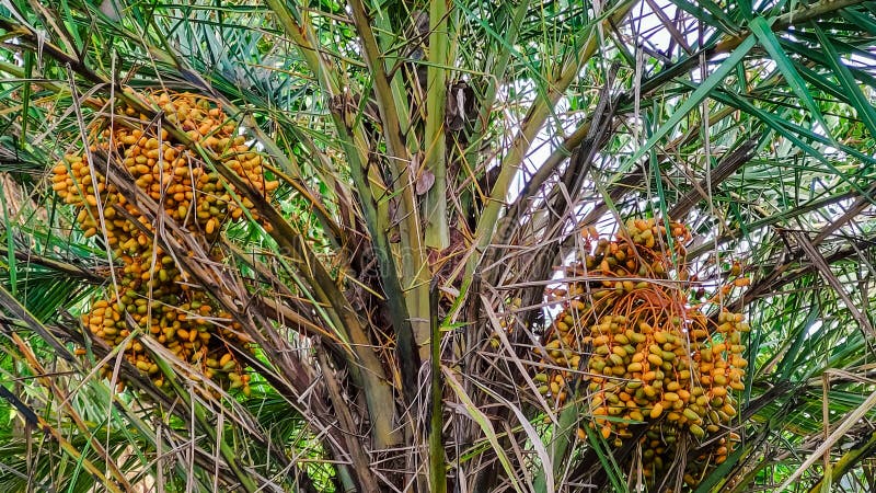 116 Barry Tree Stock Photos - Free & Royalty-Free Stock Photos from ...