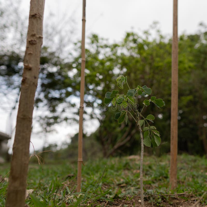 Selective Focus of a Small Growing Tree Surrounded by Greenery in a ...
