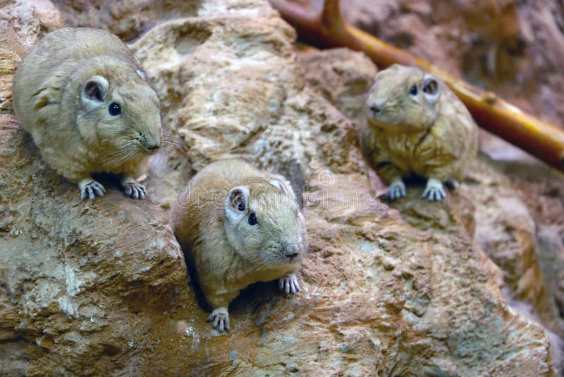 Selective Focus, Small Rodents Sit on the Rock. Stock Photo - Image of ...