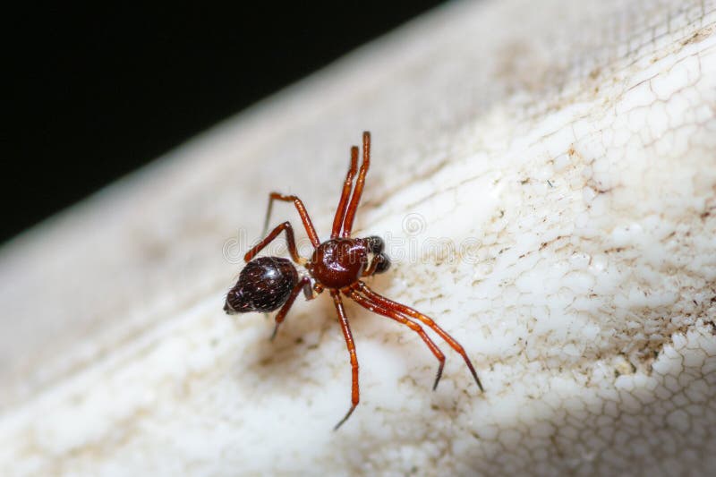 Top View of a Small Spider on Solid Surface Stock Photo - Image of ...