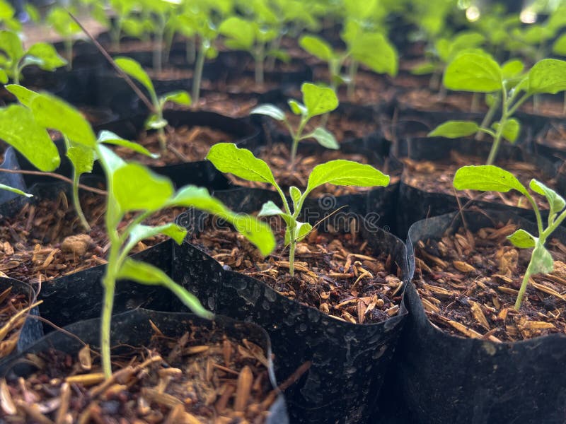 Selective Focus on the Small Tree Growing in the Seedling Bag. Nursery ...