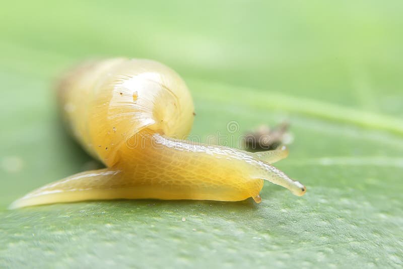 Selective Focus of the Small Yellow Snails on Green Leaves. Close Up of ...