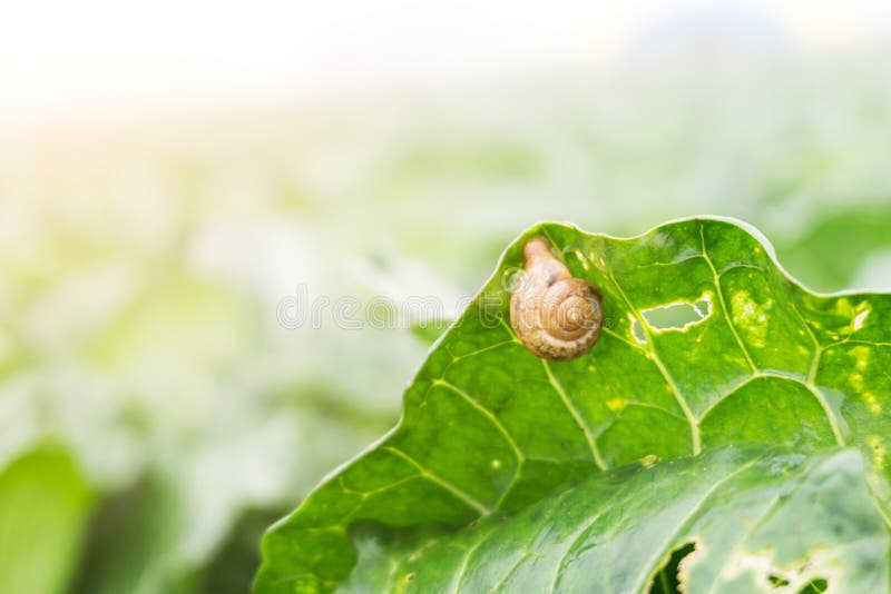 Selective Focus on Snail Eating Green Cabbage Leaf with Hole Stock ...