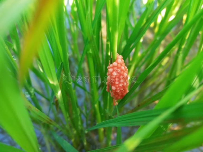 Selective Focus of Snail Eggs or Channeled Applesnail on Paddy Tree at ...