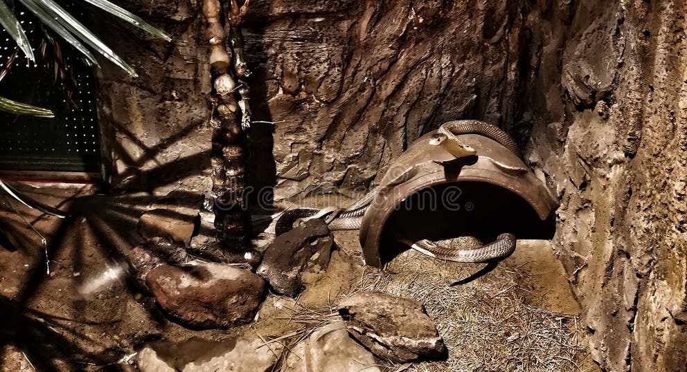 181 Snakes Cave Stock Photos - Free & Royalty-Free Stock Photos from ...
