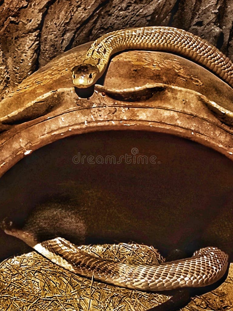 181 Snakes Cave Stock Photos - Free & Royalty-Free Stock Photos from ...