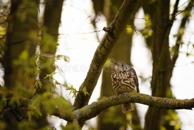 Selective Focus of Song Thrush on a Tree Branch in Forest Stock Photo ...
