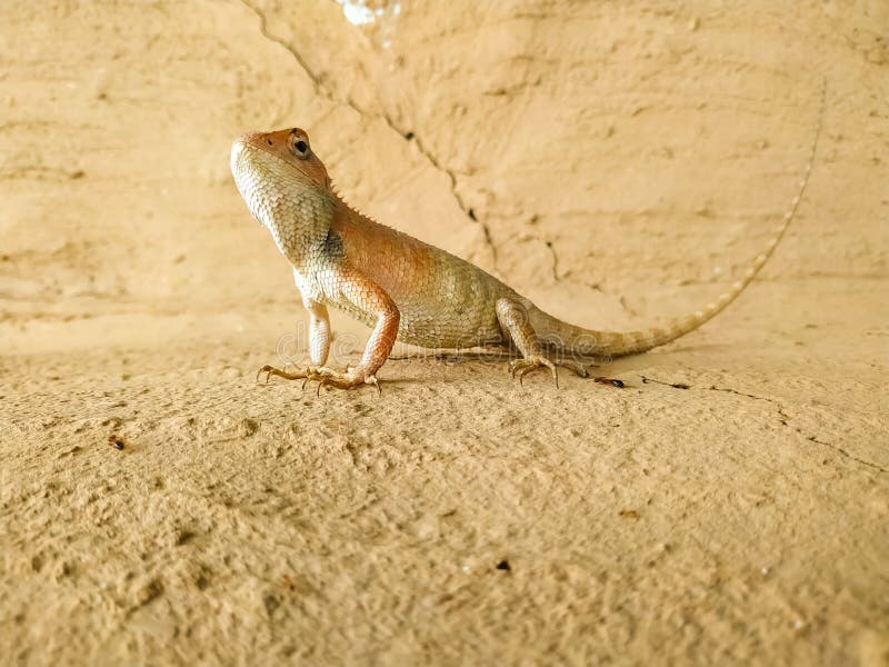 Selective Focus of a Spiny Agama Lizard Crawling on the Dried Ground ...