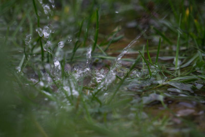 Selective Focus of a Splash of Rainwater on the Grass during a Heavy ...
