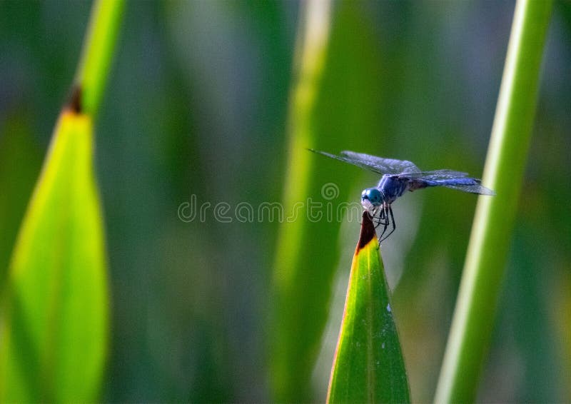 Selective Focus of a Springwater Dancer Dragonfly on the Grass in a ...