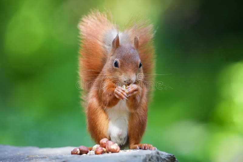 Selective Focus of a Squirrel Eating Hazelnuts with Trees Blurred in ...