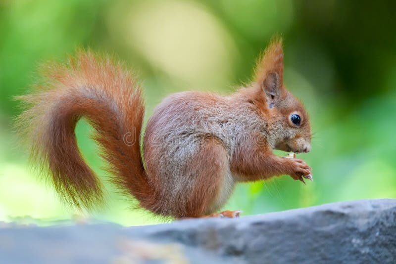 Squirrel - Side View - Outdoors Photograph Stock Image - Image of ...