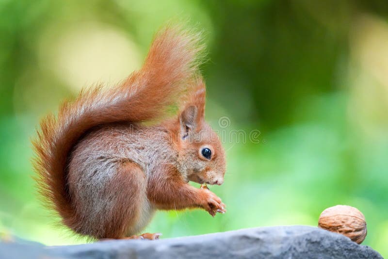 Squirrel - Side View - Outdoors Photograph Stock Image - Image of ...