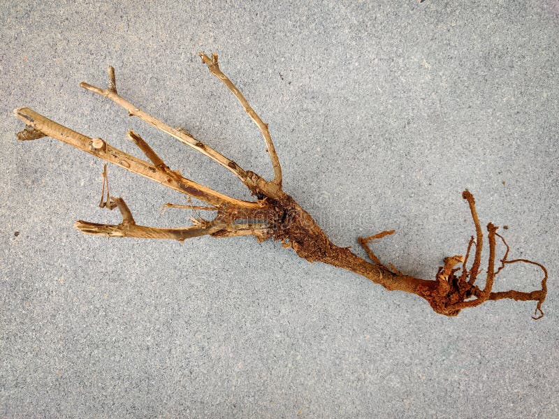 Selective Focus of Stem with Roots of a Small Plant. Stock Image ...