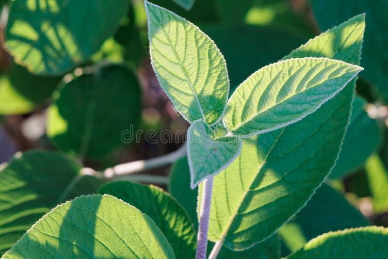 Selective Focus of a Sunlit Wayfaring Tree with Blurred Background ...