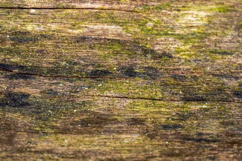 Organic Themed Backgrounds Stock Photos - Free & Royalty-Free Stock ...