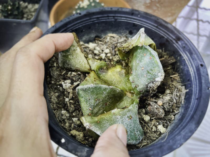 Surface of Cactus Getting Rotten and Dead from Fungal and Bacteria ...