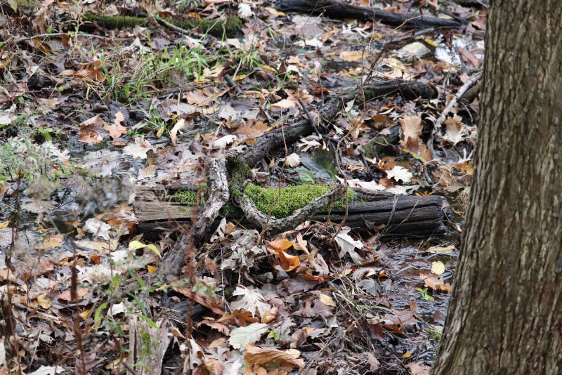 Selective Focus of a Swamp Fully Covered with Fallen Leaves and Tree ...