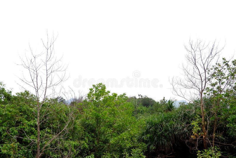 In Selective Focus Tall Trees Growing in a Forest on White Isolated ...