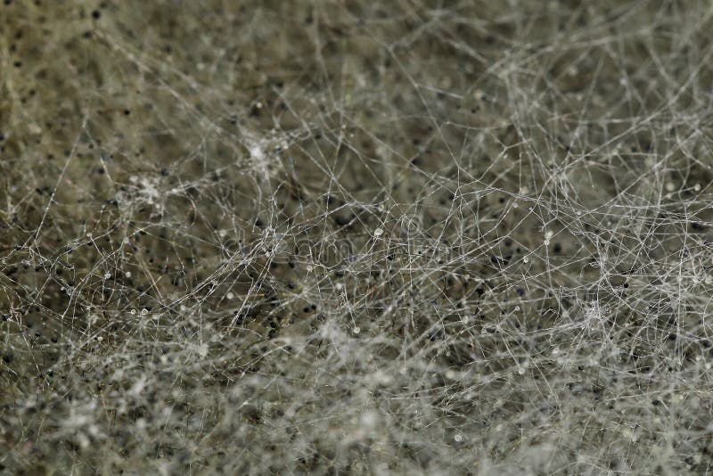 Mold. Macro Photo. Selective Focus. Top View Stock Image - Image of ...