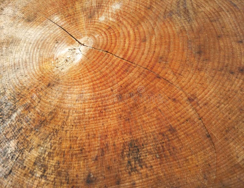 Selective Focus Texture of Sawn Tree Trunk. Annual Rings of Tree. Close ...