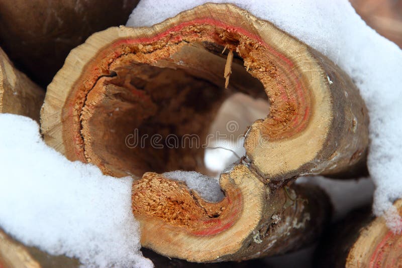 Selective Focus Texture of a Section of a Tree Trunk with a Fallen Core ...
