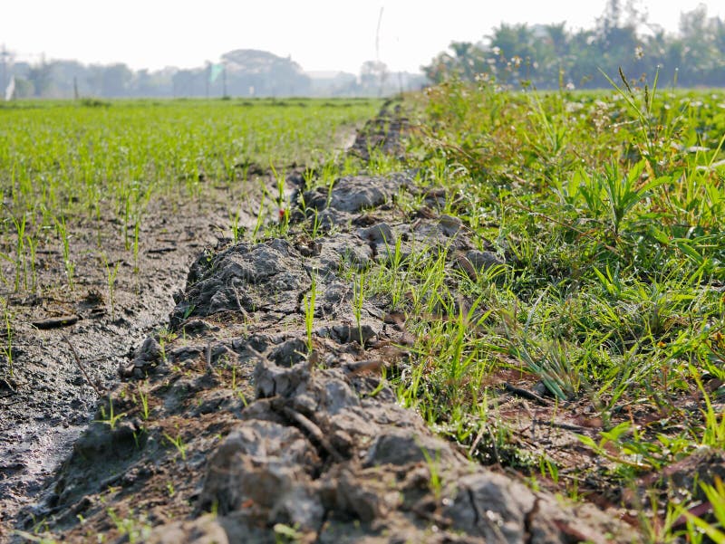 Thailand`s Paddy Fields with Transplanted Seedlings and Man-made ...