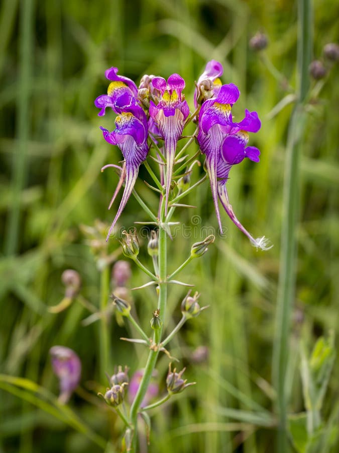 Three Bird Toadflax Flowers (Linaria Triornithophora) with Blurred ...