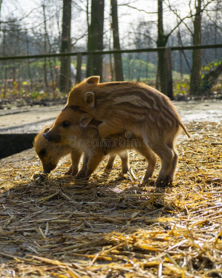 Selective Focus Three Young Wild Pigs Against a Blurred Background ...