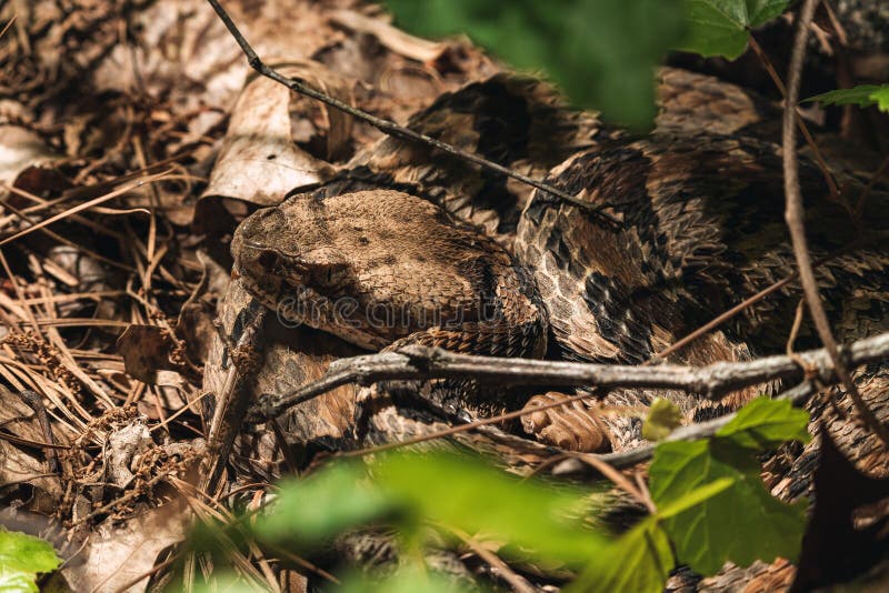 Selective Focus of a Timber Rattlesnake in Woods Outdoors Stock Photo ...