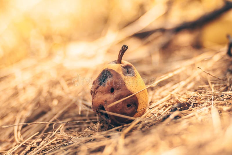 Pear on the Ground, Fresh Fruit, Green Leaves, Healthy Organic Food ...