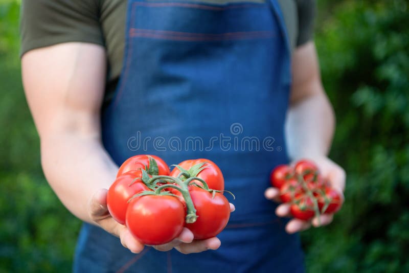 Selective Focus of Tomato Bunch in Hand of Greengrocer Stock Image ...