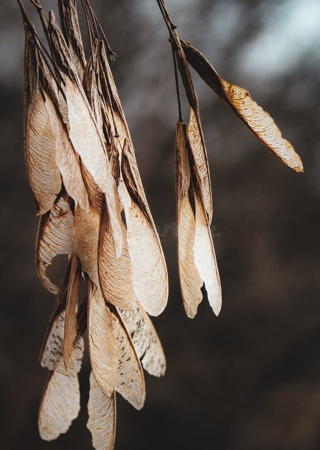 Selective Focus Tranquil Background of Dried Golden Maple Tree Fruit ...