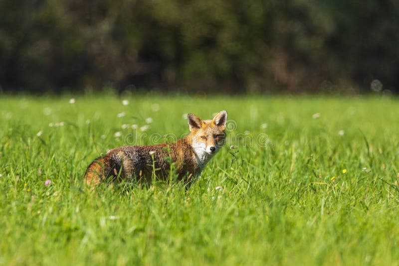 Selective Focus of a Trans-Caucasian Montane Fox in a Grass Field Stock ...