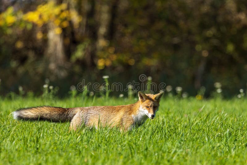 Selective Focus of a Trans-Caucasian Montane Fox in a Grass Field Stock ...