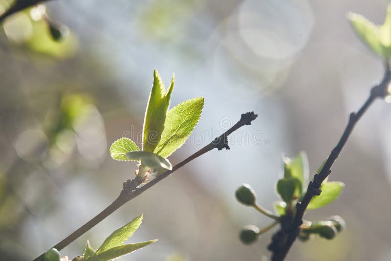 Selective Focus of Tree Branches with Stock Image - Image of natural ...