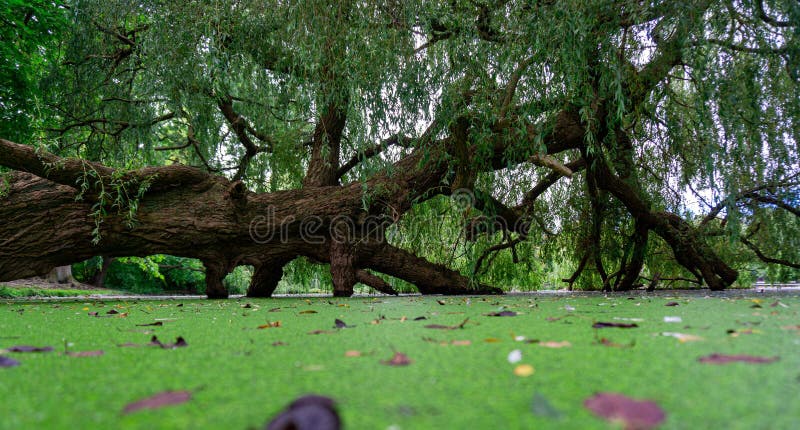 Selective Focus of a Tree with a Green Algae Lake in Schrevenpark, Kiel ...