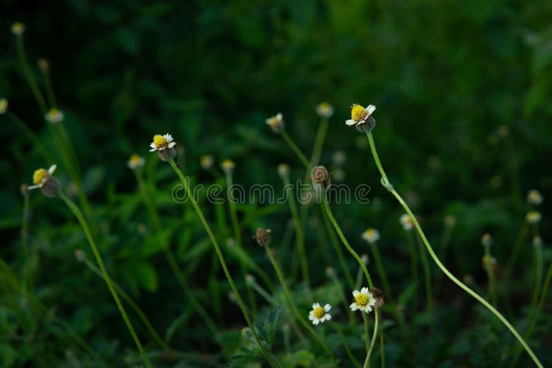 Selective Focus of Tridax Daisy Gletang (tridax Procumbens) Flowers in ...