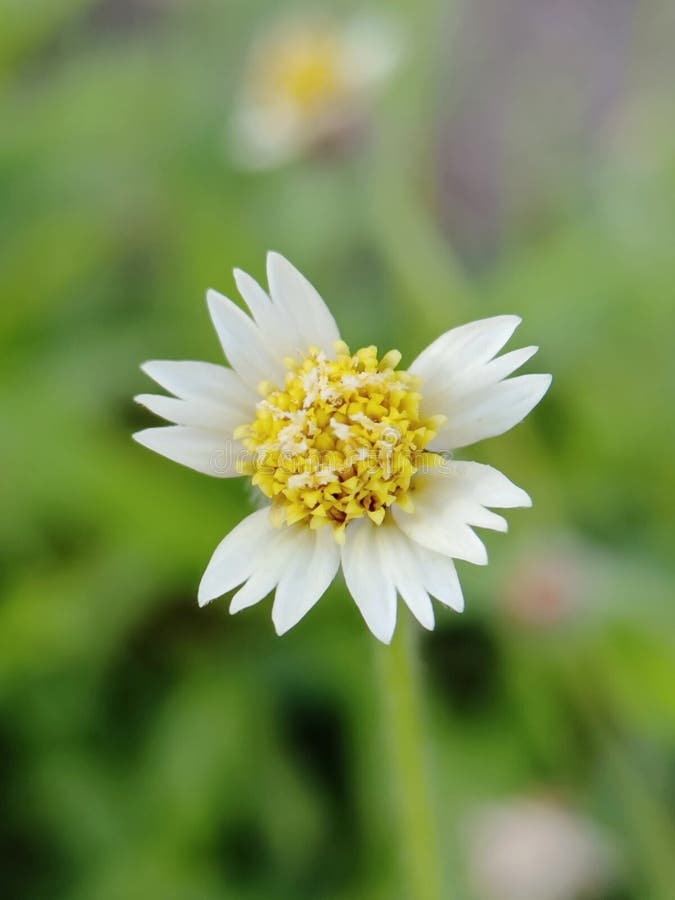 Selective Focus of a Tridax Procumbens Flower in the Garden with Grey ...
