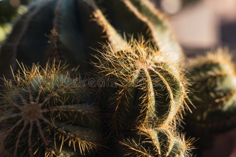 Selective Focus on a Tubercle of a Spiny Cactus Stock Photo - Image of ...